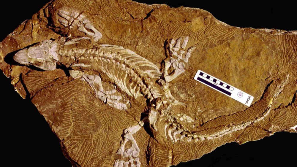 290 Milyon Yıllık Fosil İskeleti Yeniden Yürüdü - Technopat